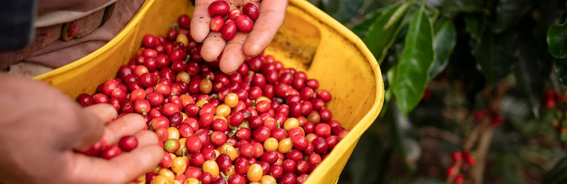 How is Coffee Harvesting Different Around the World? - Beancraft