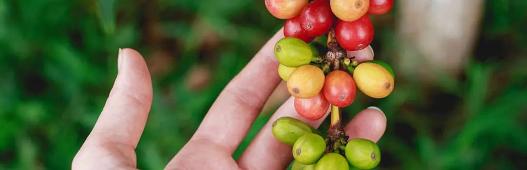 Coffee Basics: Varieties/ Varietals Explained - Beancraft