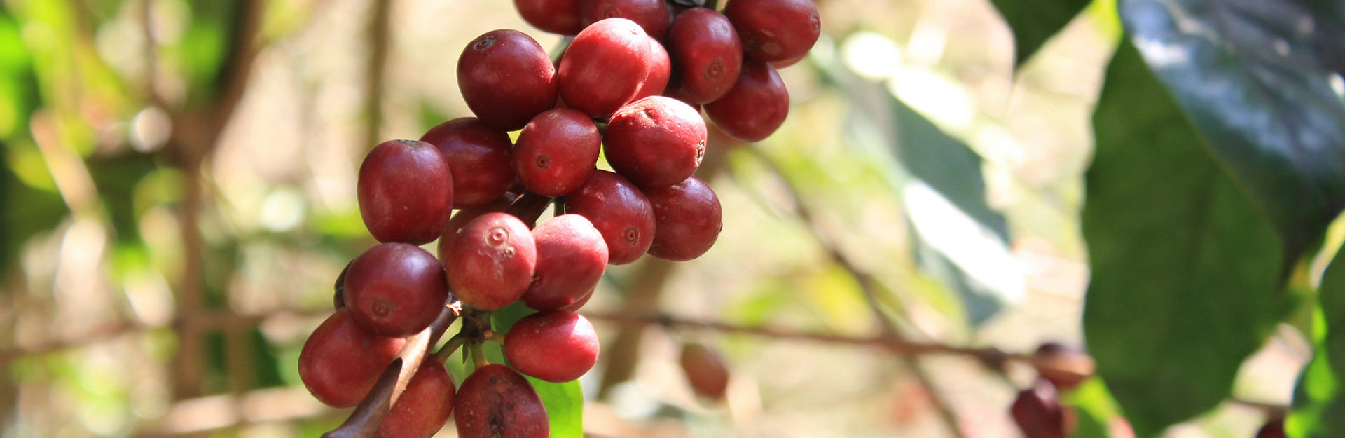 Lesser-Known Coffee Varieties – Beancraft