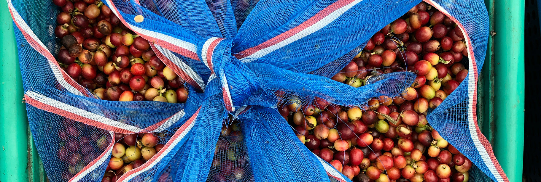 Everything to Know About the Thai Coffee Industry – Beancraft